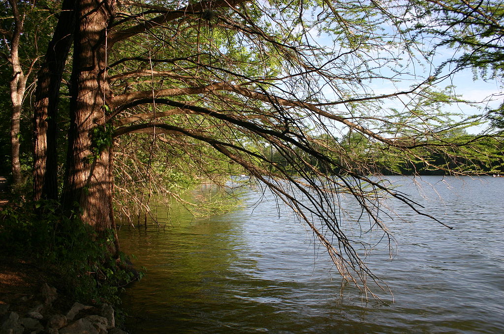 Hanging Out with Trees – Tracy Cochran
